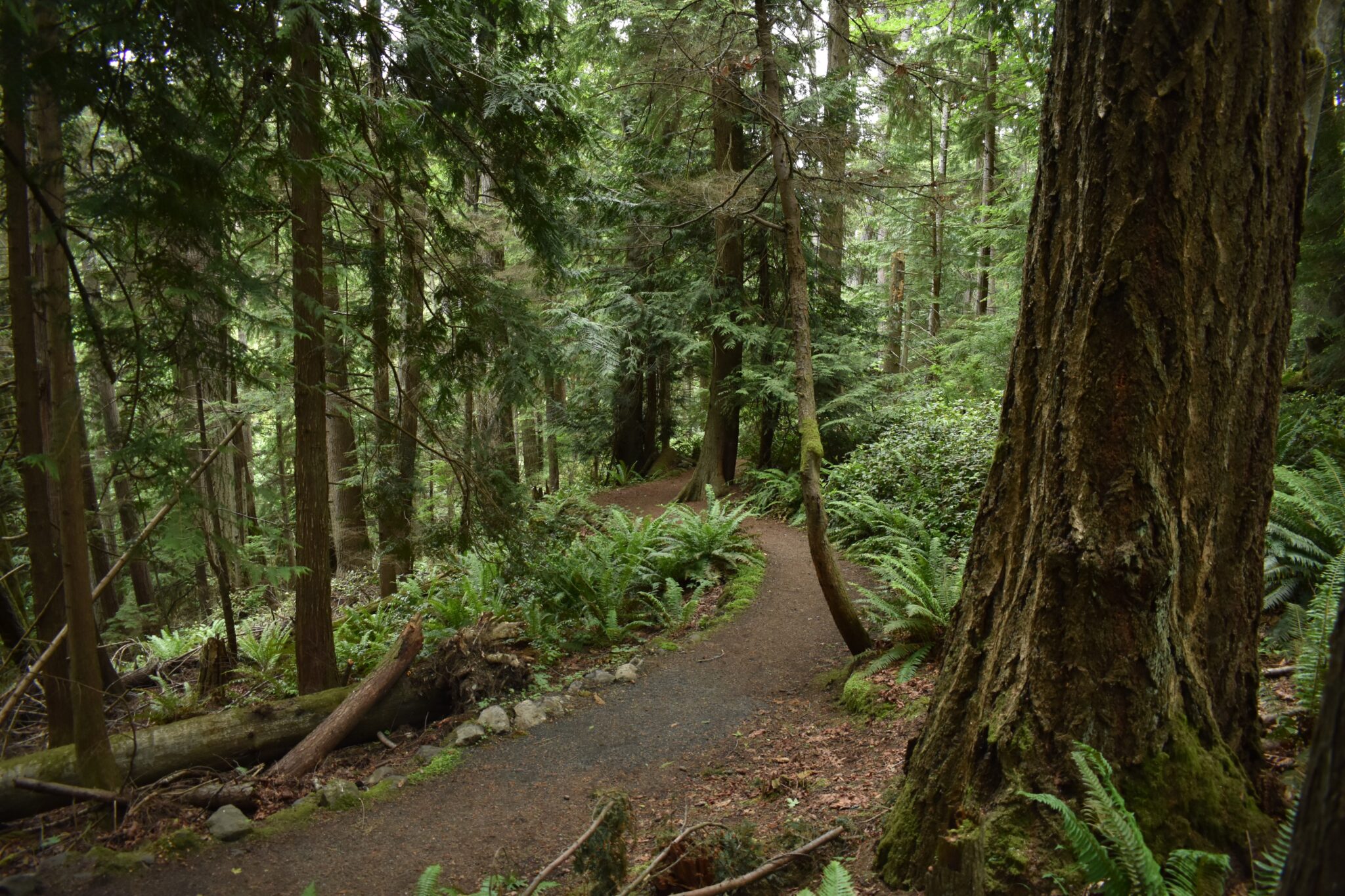 Forks Washington Travel Guide for Twilight Fans