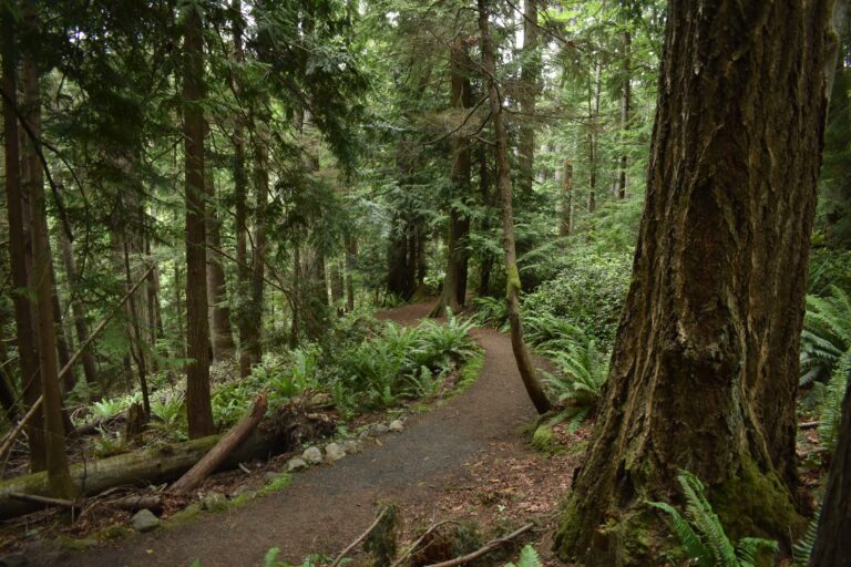 Forks Washington Travel Guide for Twilight Fans