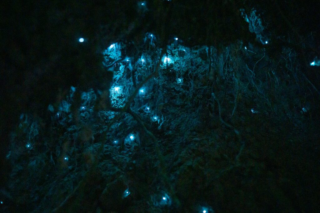 Must-Visit Glow Worm Caves Gold Coast Travel Guide