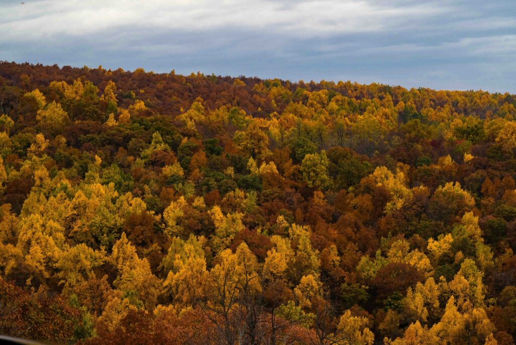 When is the Best Time to See Fall Colors in Virginia?