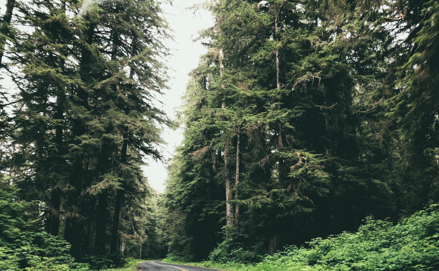 Forks Washington Travel Guide for Twilight Fans