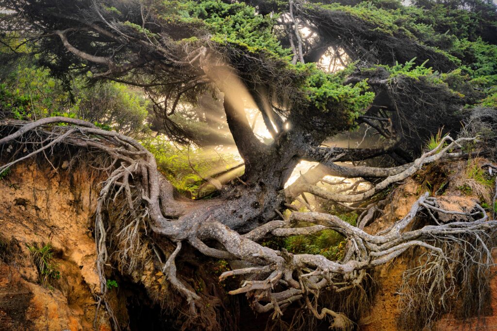 Forks Washington Travel Guide for Twilight Fans